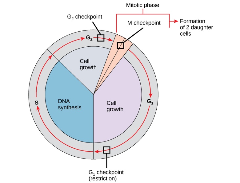 Biology, The Cell, Cell Reproduction, Prokaryotic Cell Division | GoOpen CT